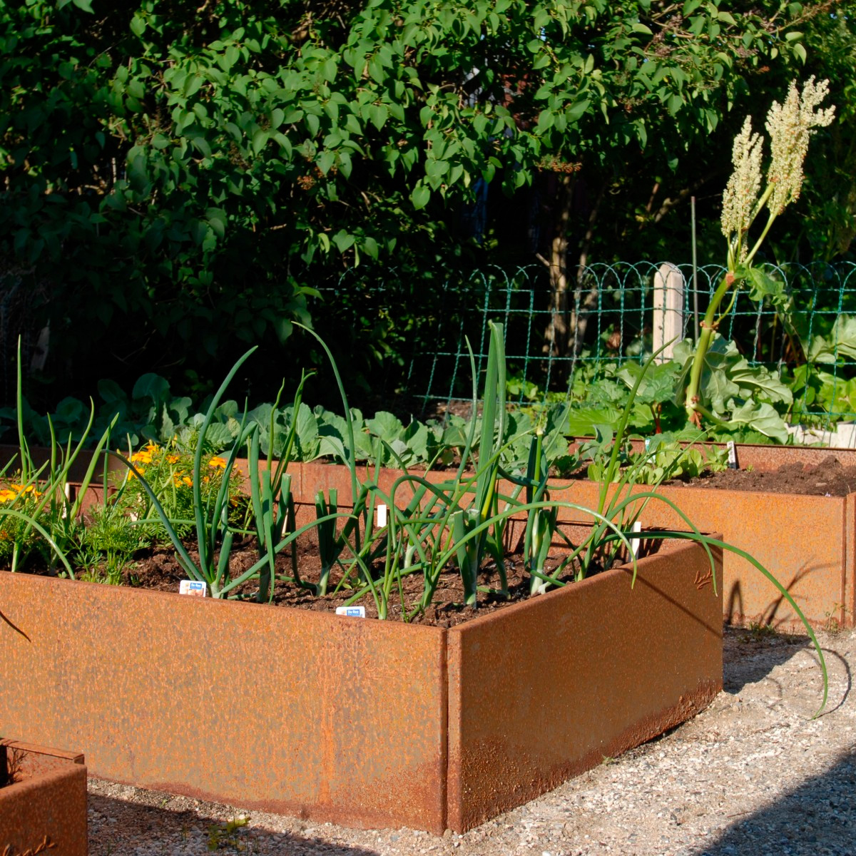 Højbede i jern der ruster - Land Classic - mange størrelser. Flot ...